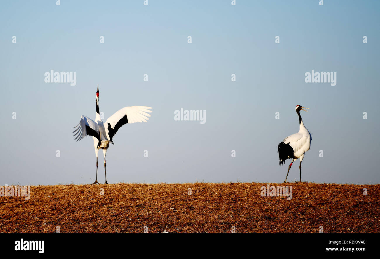 Zhalong nature reserve hi-res stock photography and images - Alamy