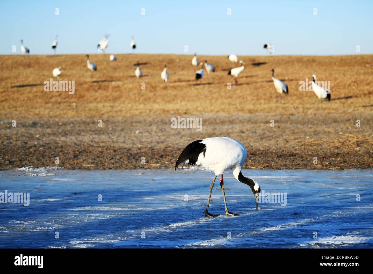 Qiqihar, China's Heilongjiang Province. 10th Jan, 2019. Artificially ...