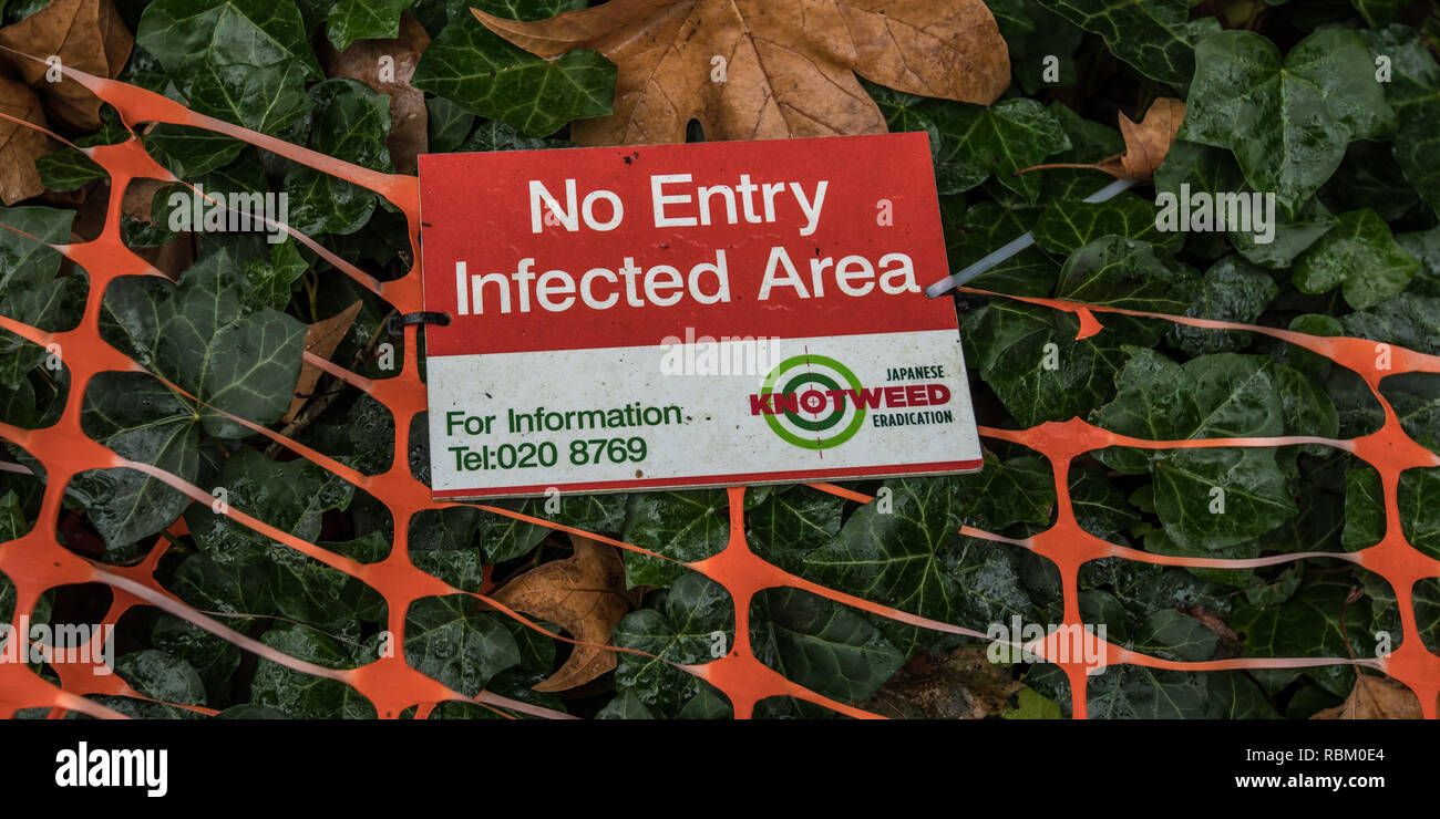 Japanese knotweed concrete hi-res stock photography and images - Alamy