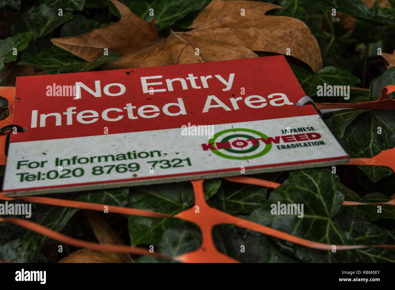 Japanese knotweed concrete hi-res stock photography and images - Alamy