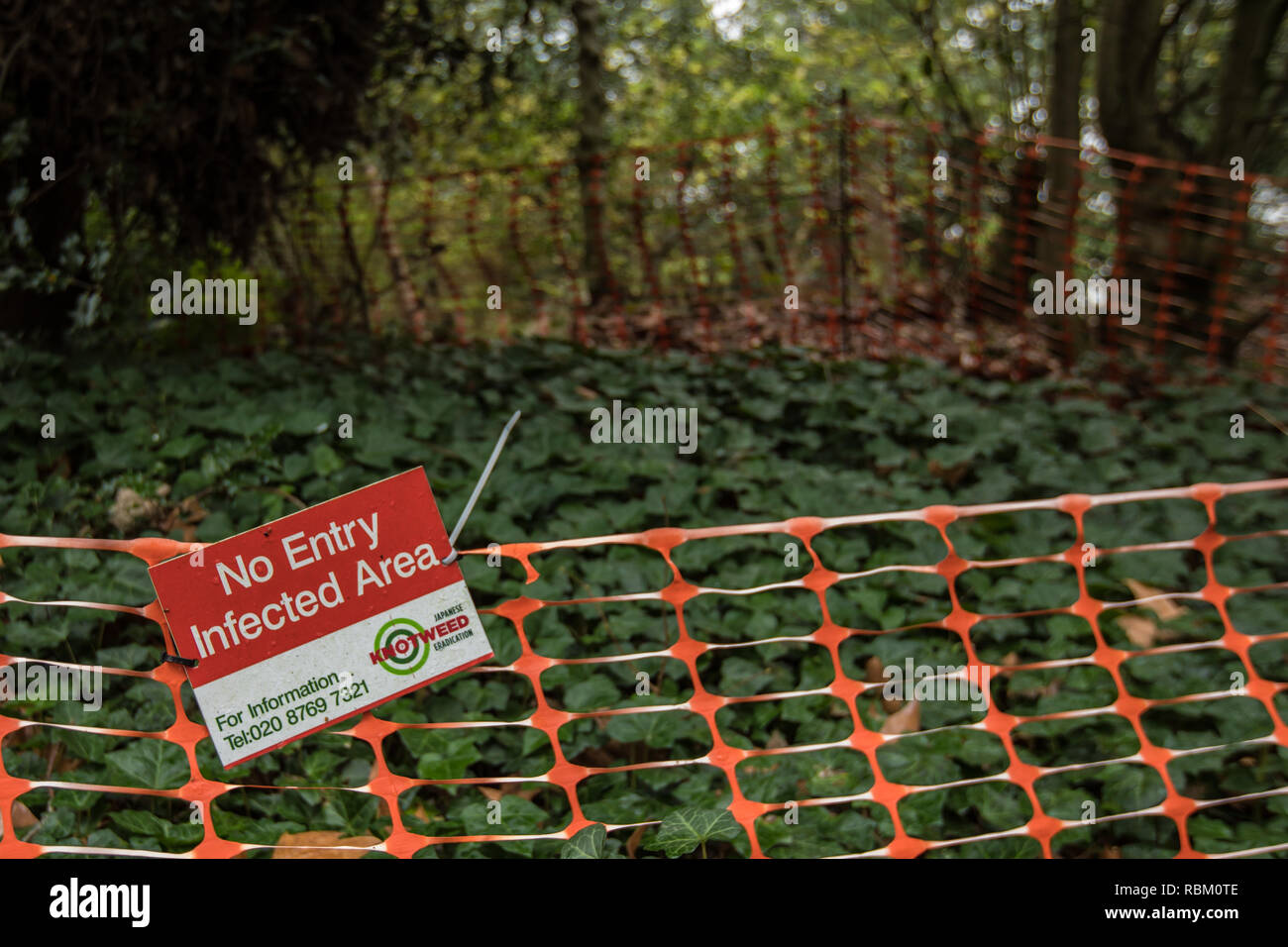 Japanese knotweed concrete hi-res stock photography and images - Alamy