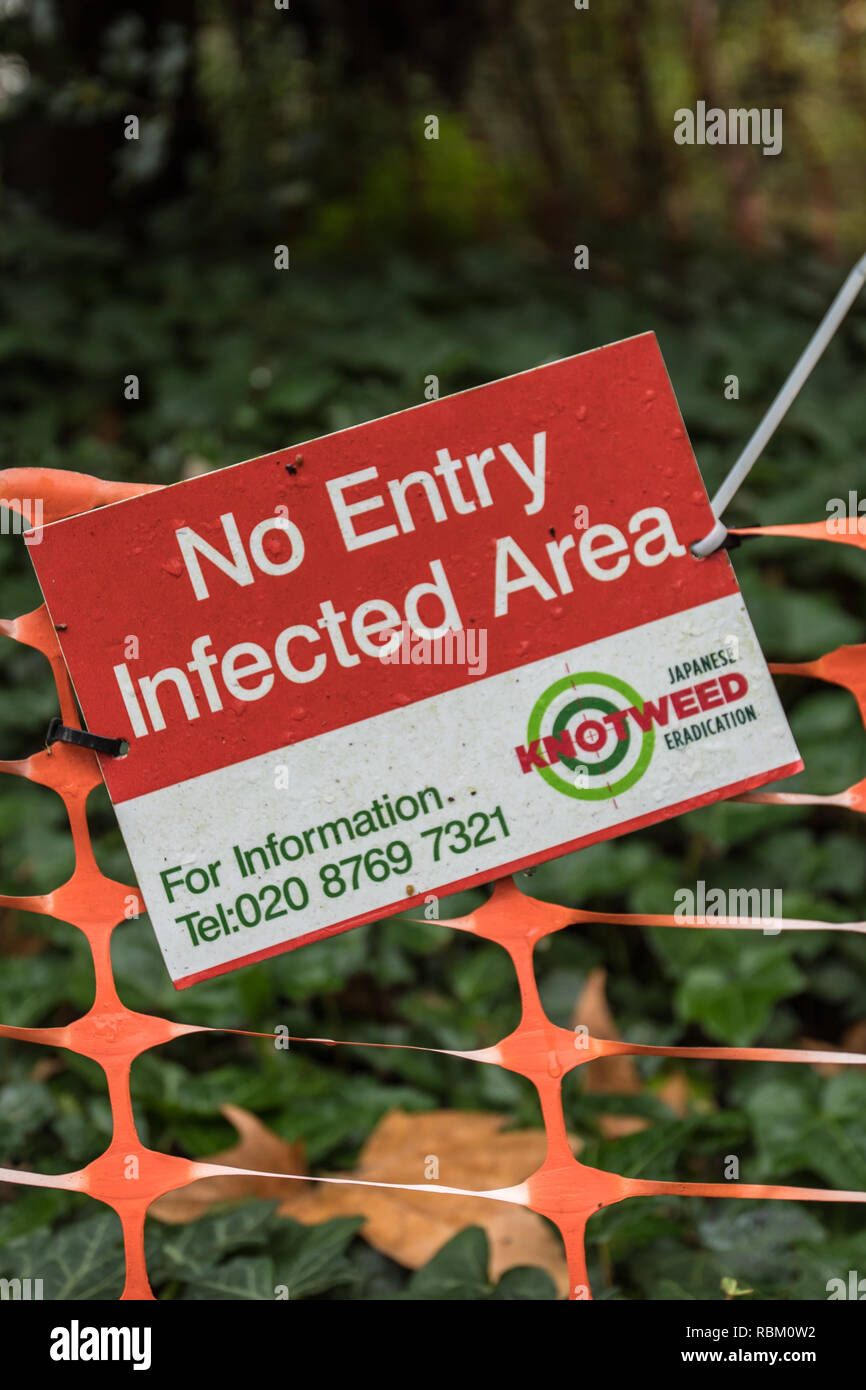 Japanese knotweed concrete hi-res stock photography and images - Alamy