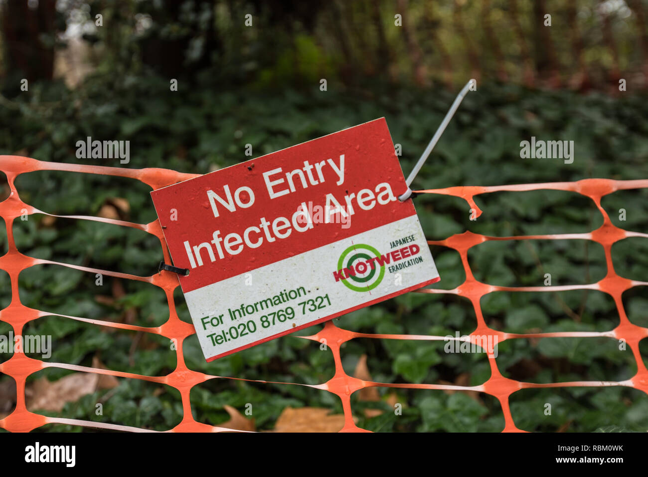 Japanese knotweed concrete hi-res stock photography and images - Alamy