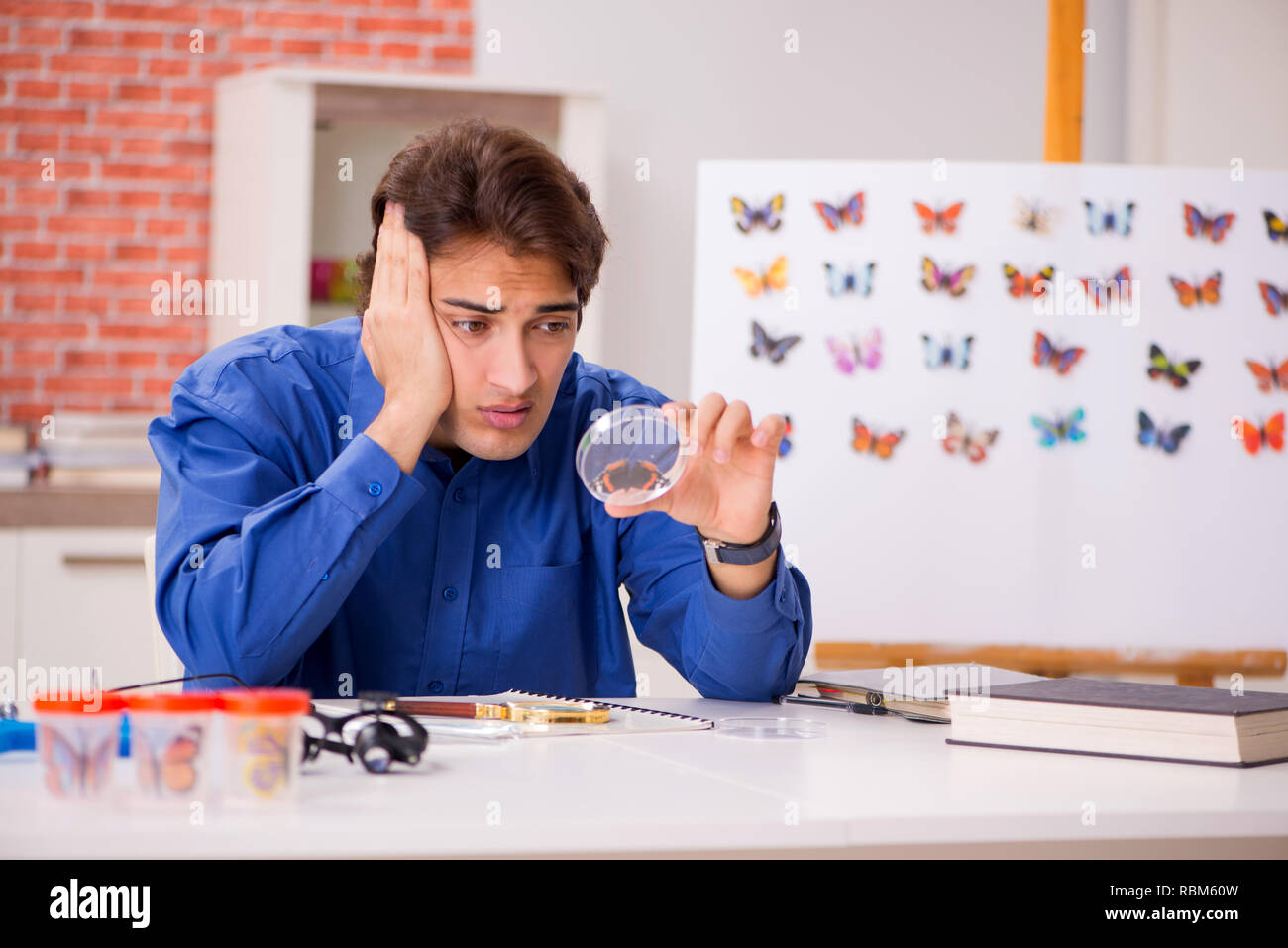 Student entomologist studying new species of butterflies Stock Photo ...