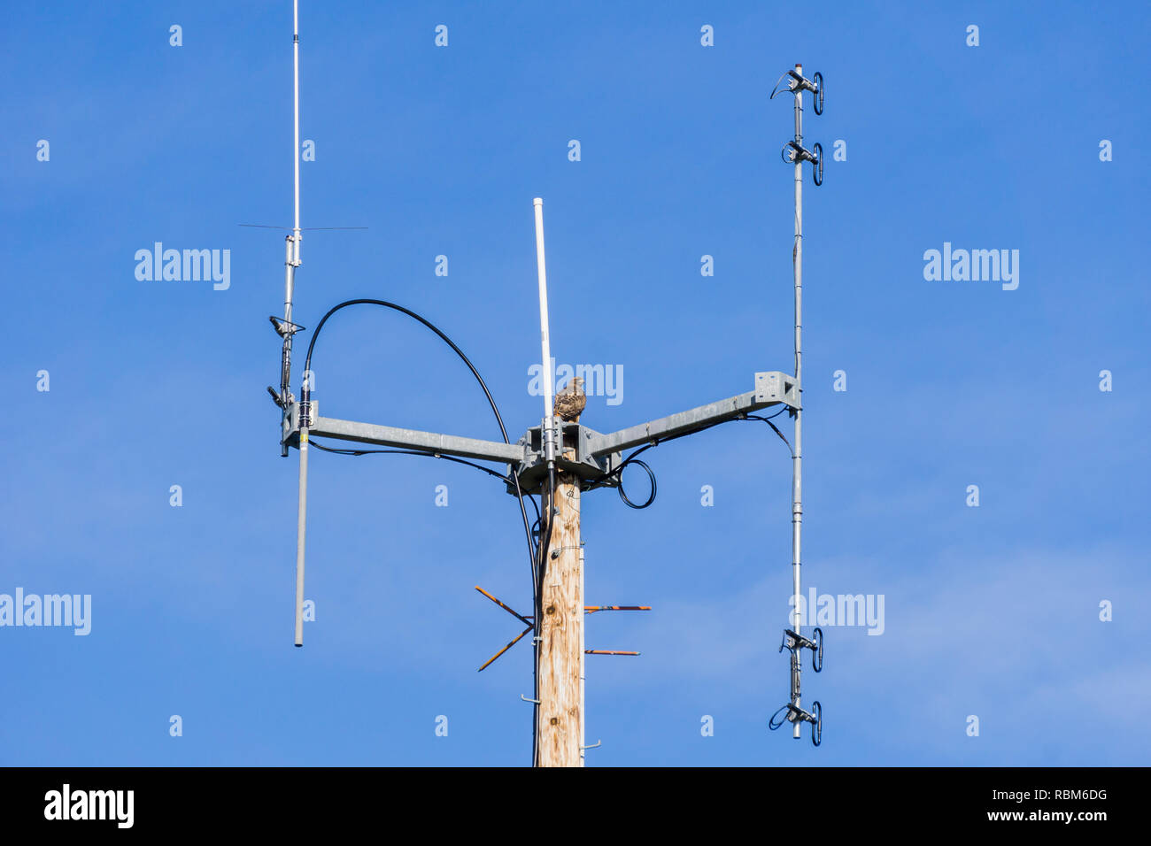 Red tailed hawk on top of telecommunications antenna, California Stock ...