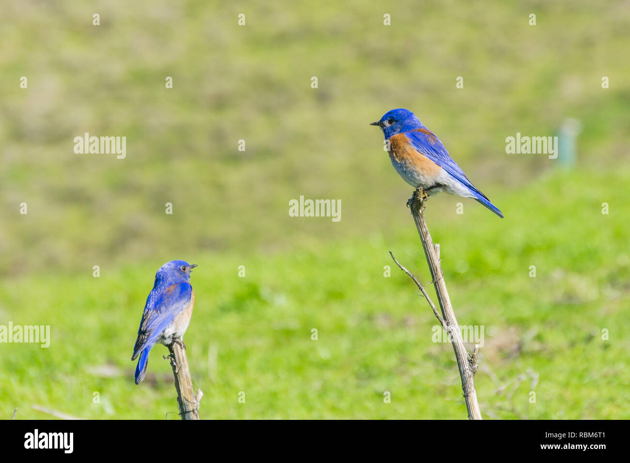 Friendly western male bluebirds, California Stock Photo - Alamy
