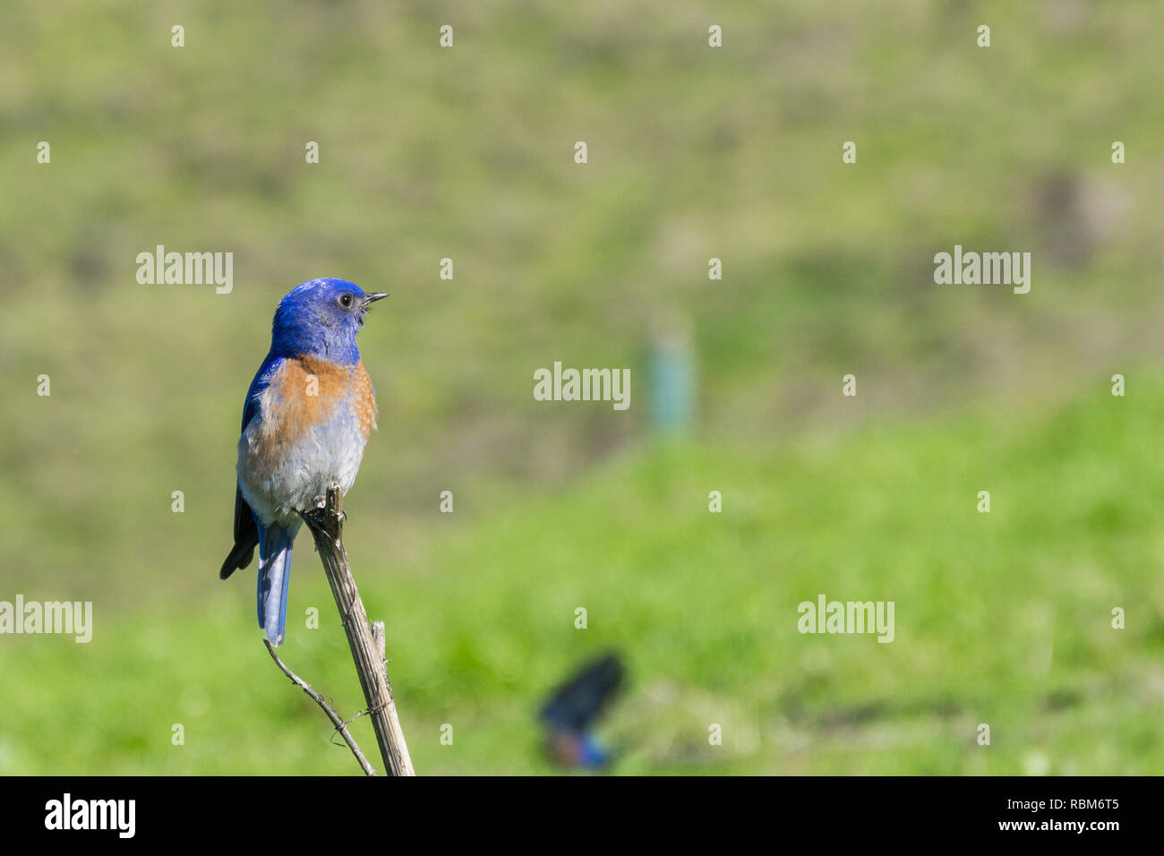 Friendly western male bluebird, California Stock Photo - Alamy