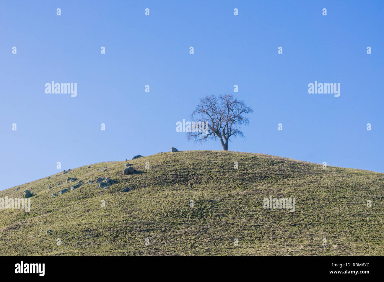Lonely valley oak tree on top of a hill on a blue sky background ...