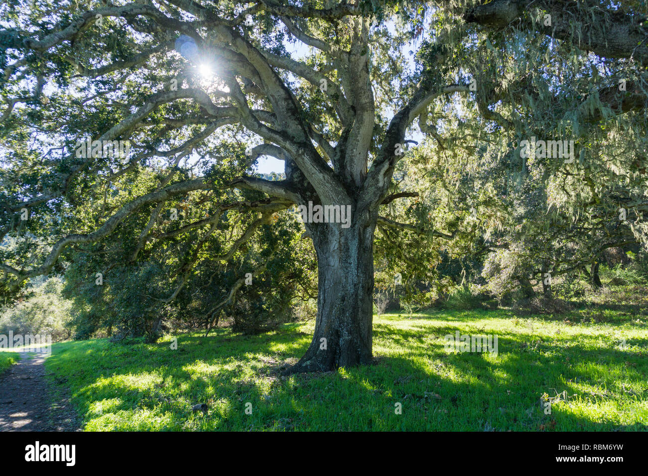 Large oak tree providing shade, Garland Ranch Regional Park, Carmel ...