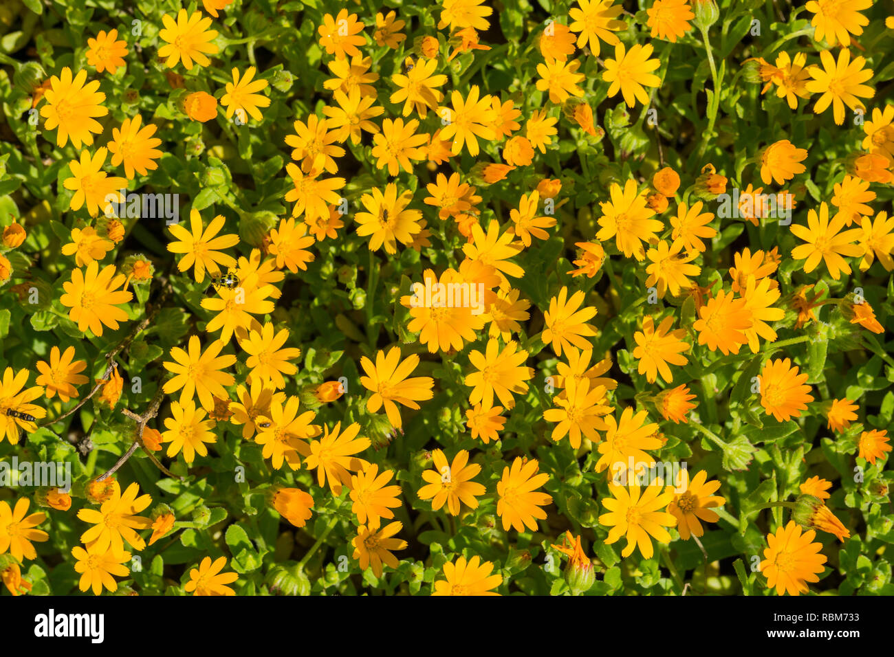 Field marigold calendula arvensis hi-res stock photography and images ...