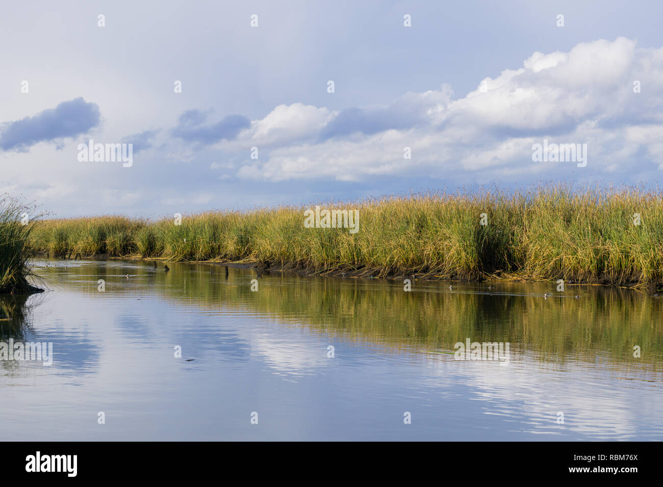 Tule reeds hi-res stock photography and images - Alamy