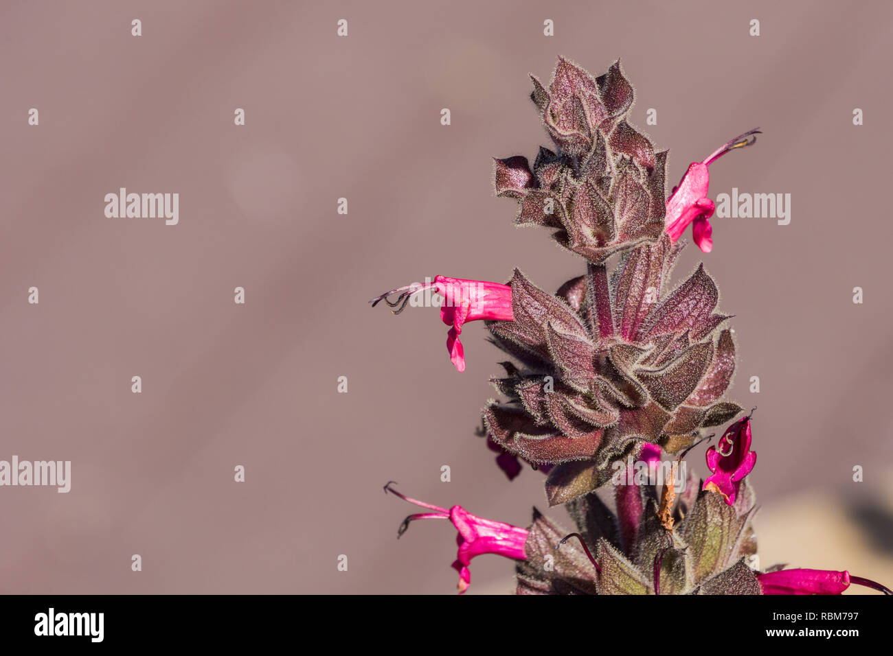 Hummingbird sage (Salvia spathacea) flowers, California Stock Photo - Alamy