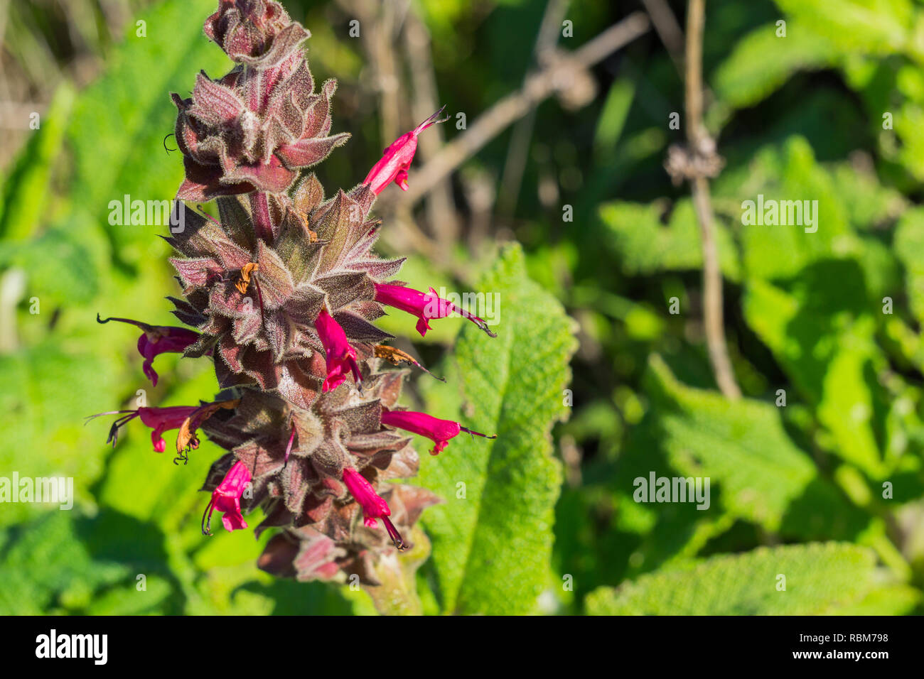 Hummingbird sage (Salvia spathacea) flowers, California Stock Photo - Alamy