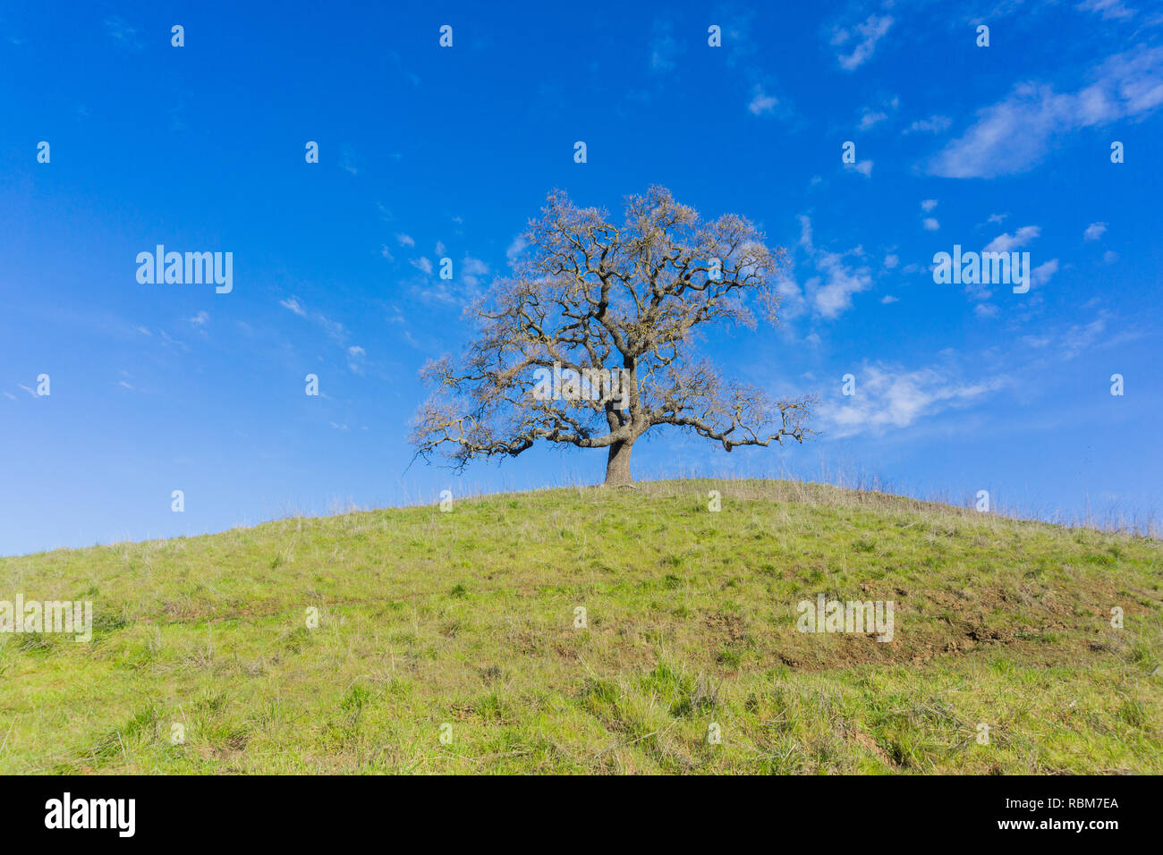 A lonely valley oak tree on top of a hill, Coyote Lake - Harvey Bear ...
