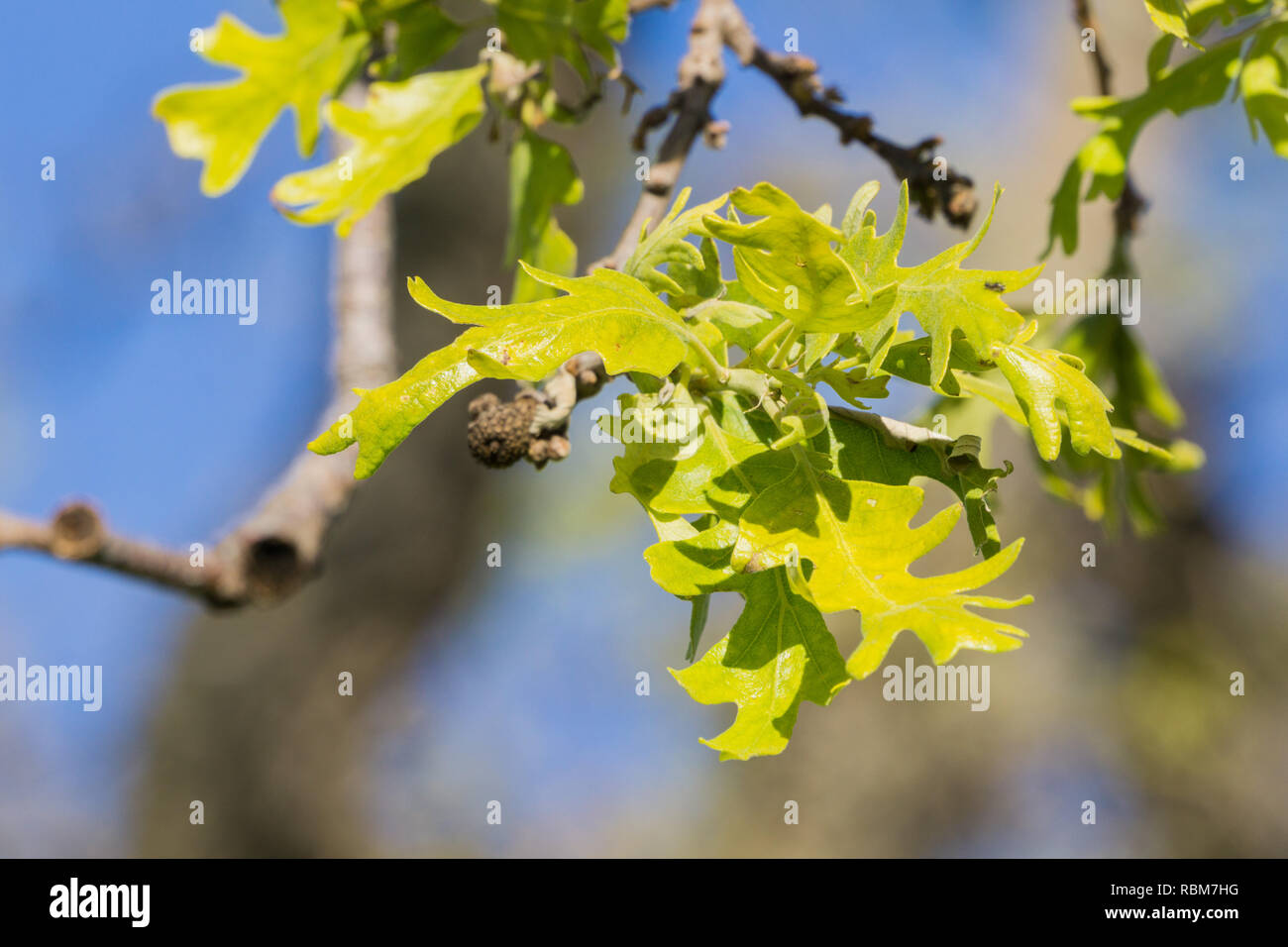 Valley oak tree hi-res stock photography and images - Alamy