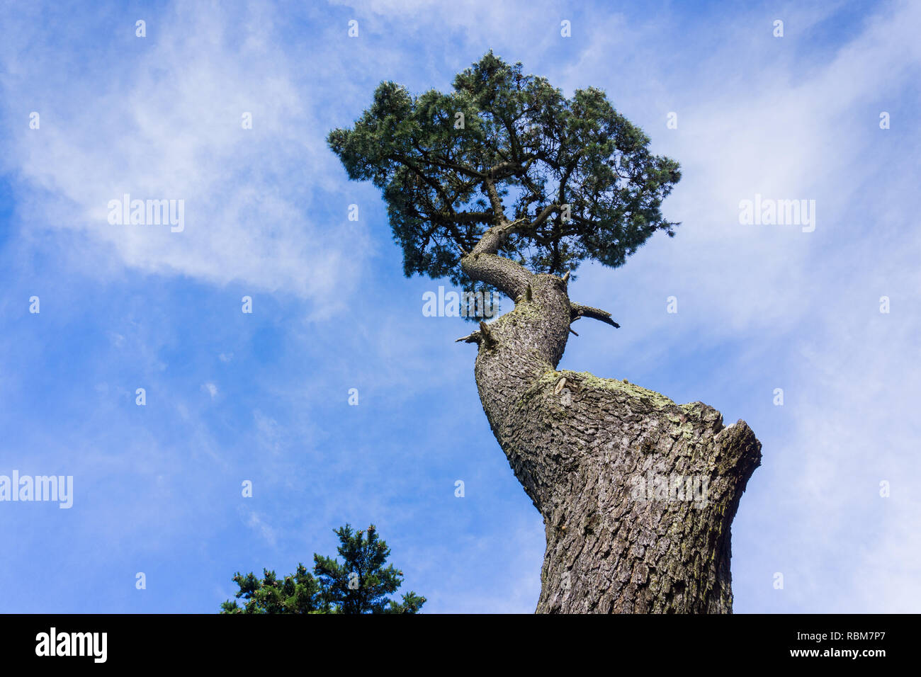 Twisted cypress tree, San Francisco, California Stock Photo - Alamy