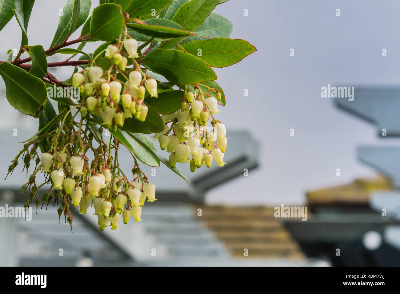 Strawberry tree (Arbutus unedo) flowers, California Stock Photo - Alamy