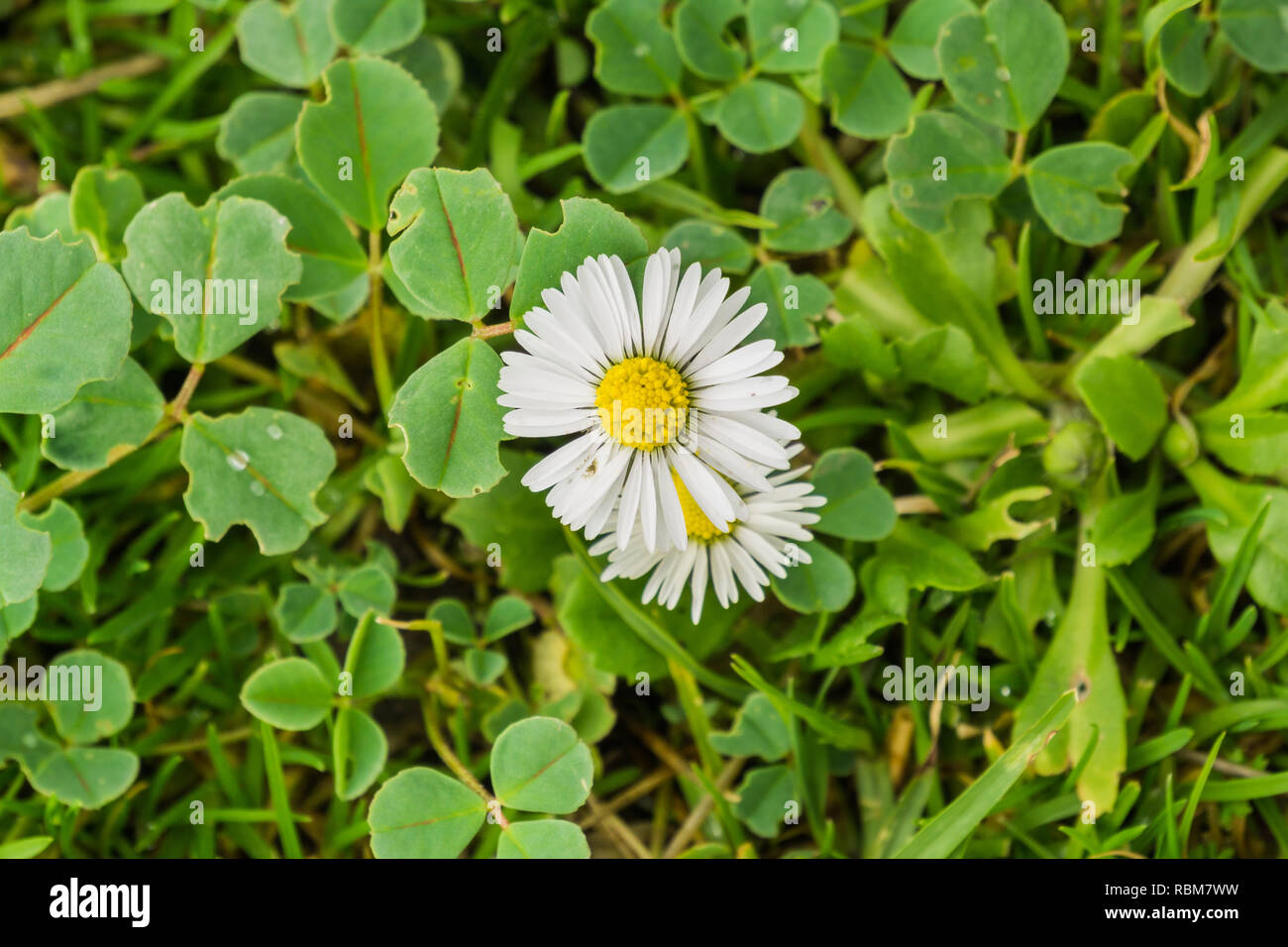 Clover leaves and daisy hi-res stock photography and images - Alamy