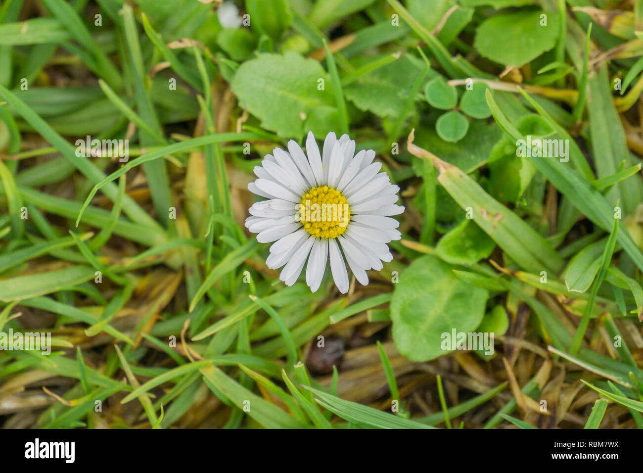 Clover leaves and daisy hi-res stock photography and images - Alamy