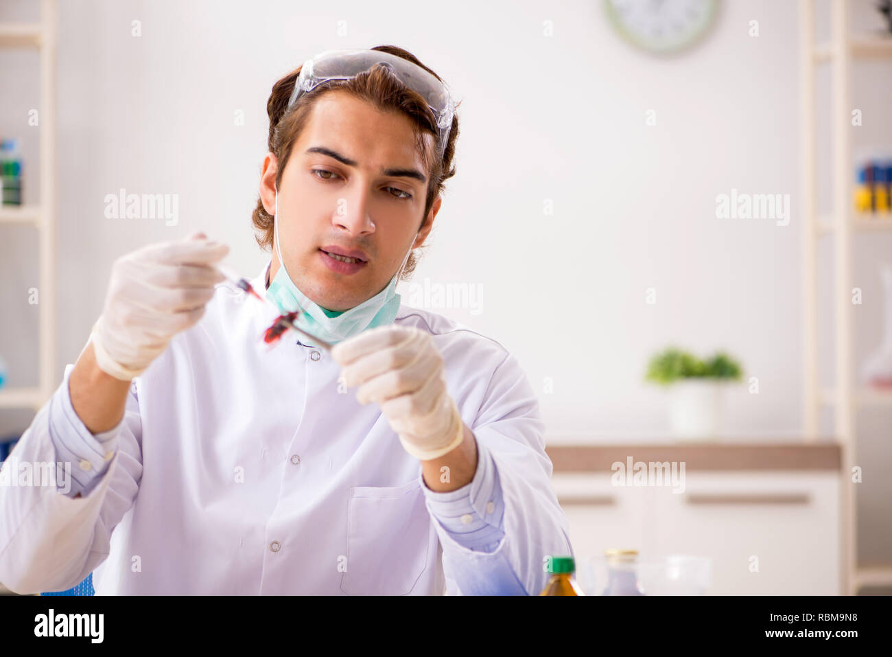 Male entomologist working in the lab on new species Stock Photo - Alamy