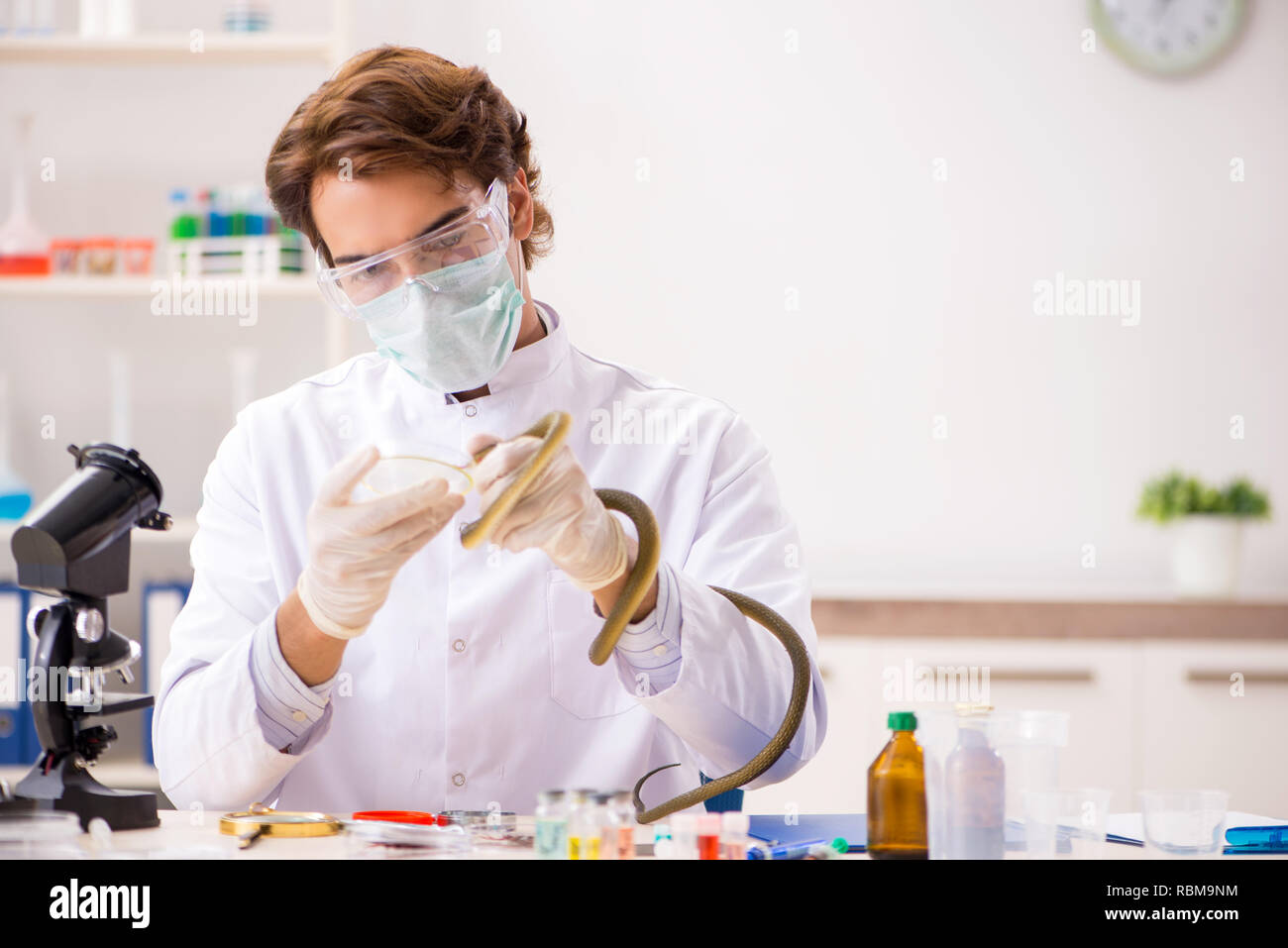 Male scientist extracting poison from snake for drug synthesis Stock ...
