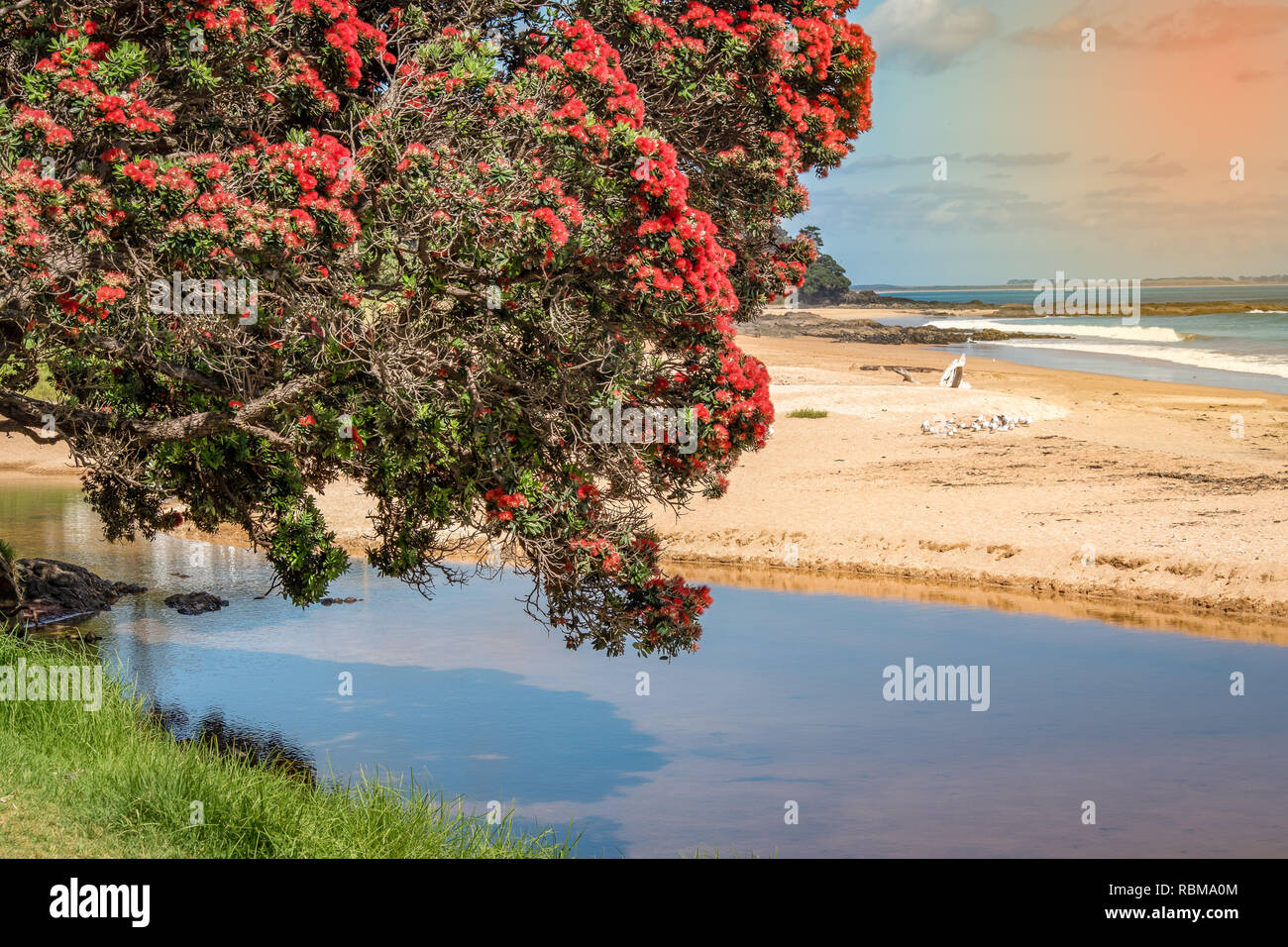 A beautiful photo of a pohutukawa tree hanging over the water at the ...