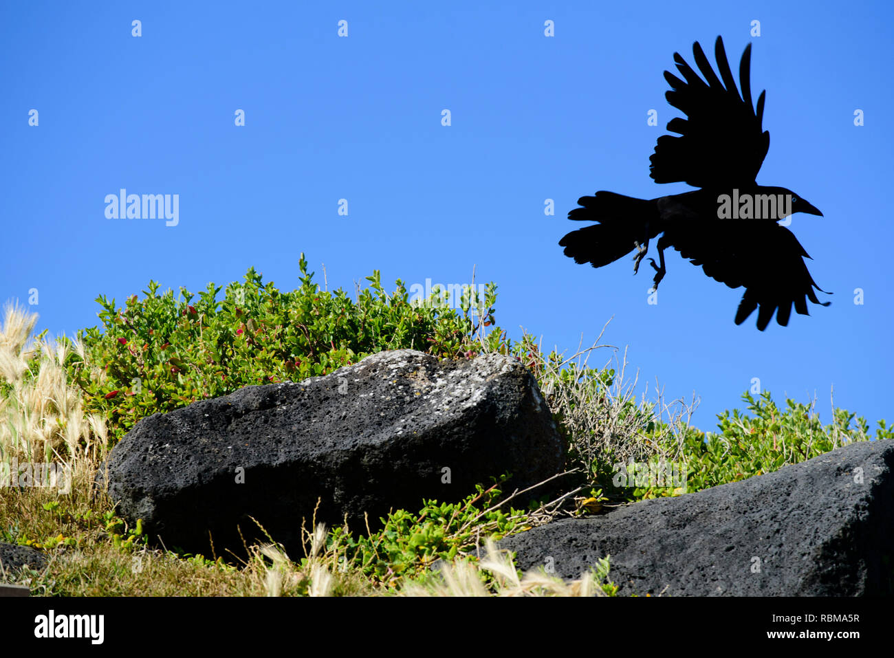 Australian crow hi-res stock photography and images - Alamy