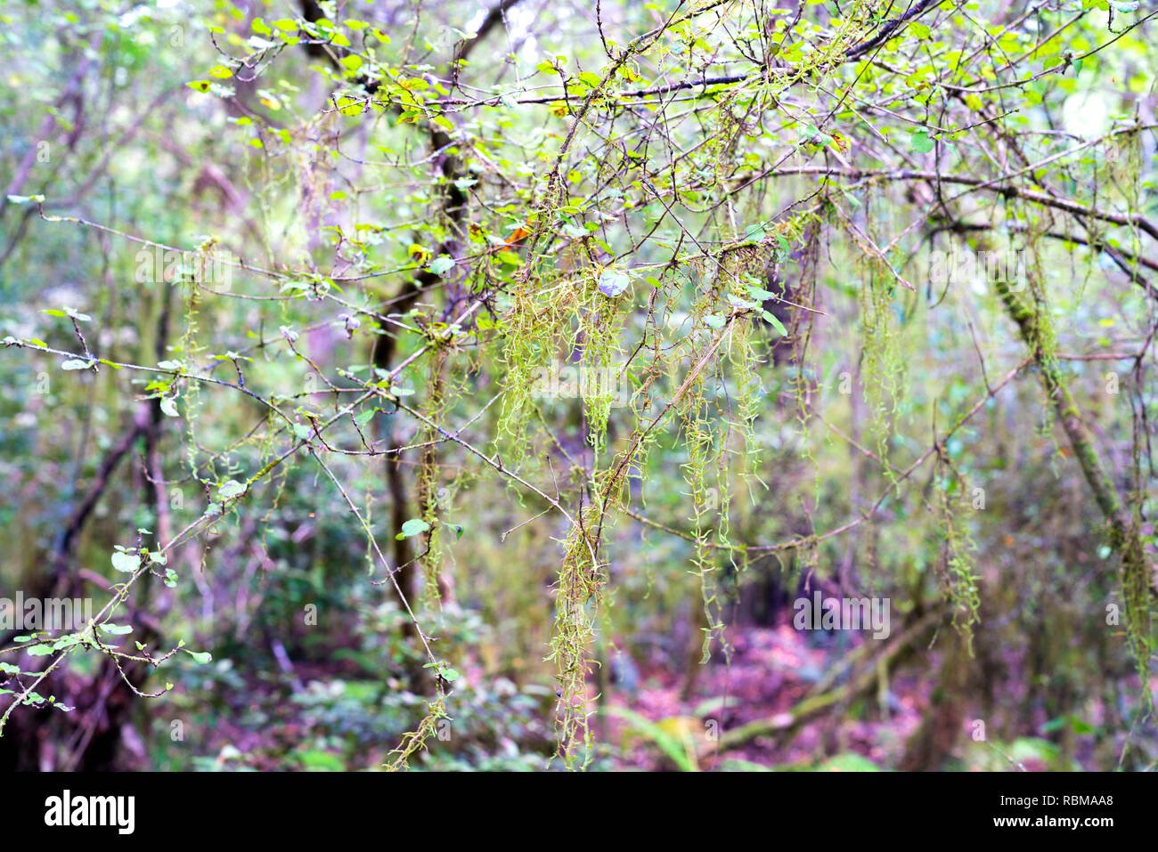 New Zealand native bush, tangled trees, branches and vives with moss ...