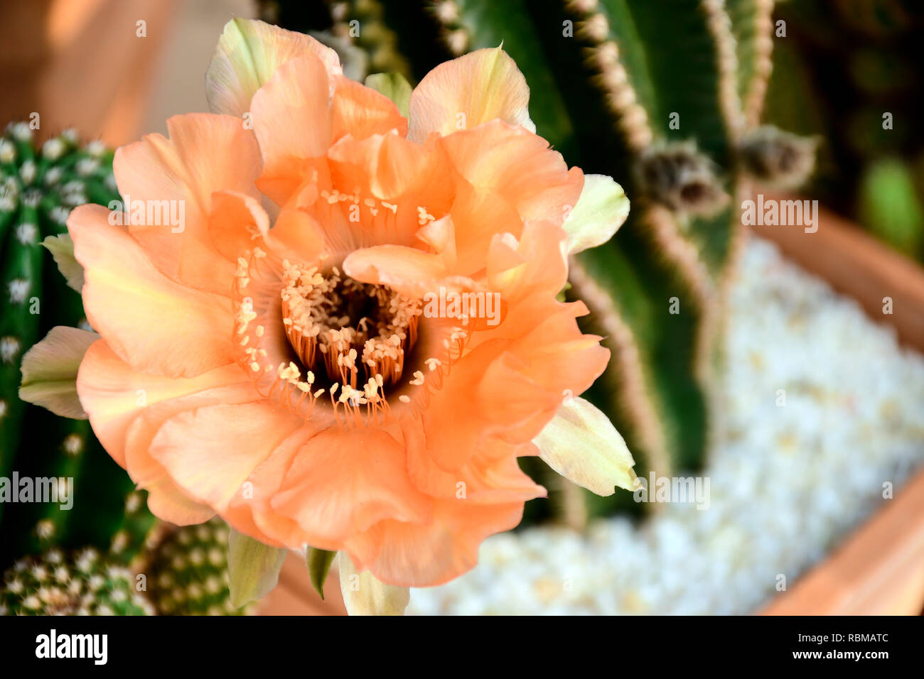 Echinopsis hybrid Orange Paramount with early morning light Stock Photo ...