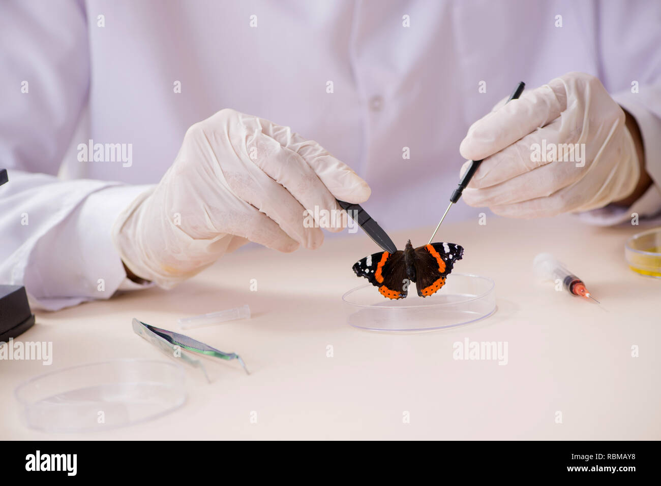 Scientist entomologist studying new butterfly species Stock Photo - Alamy