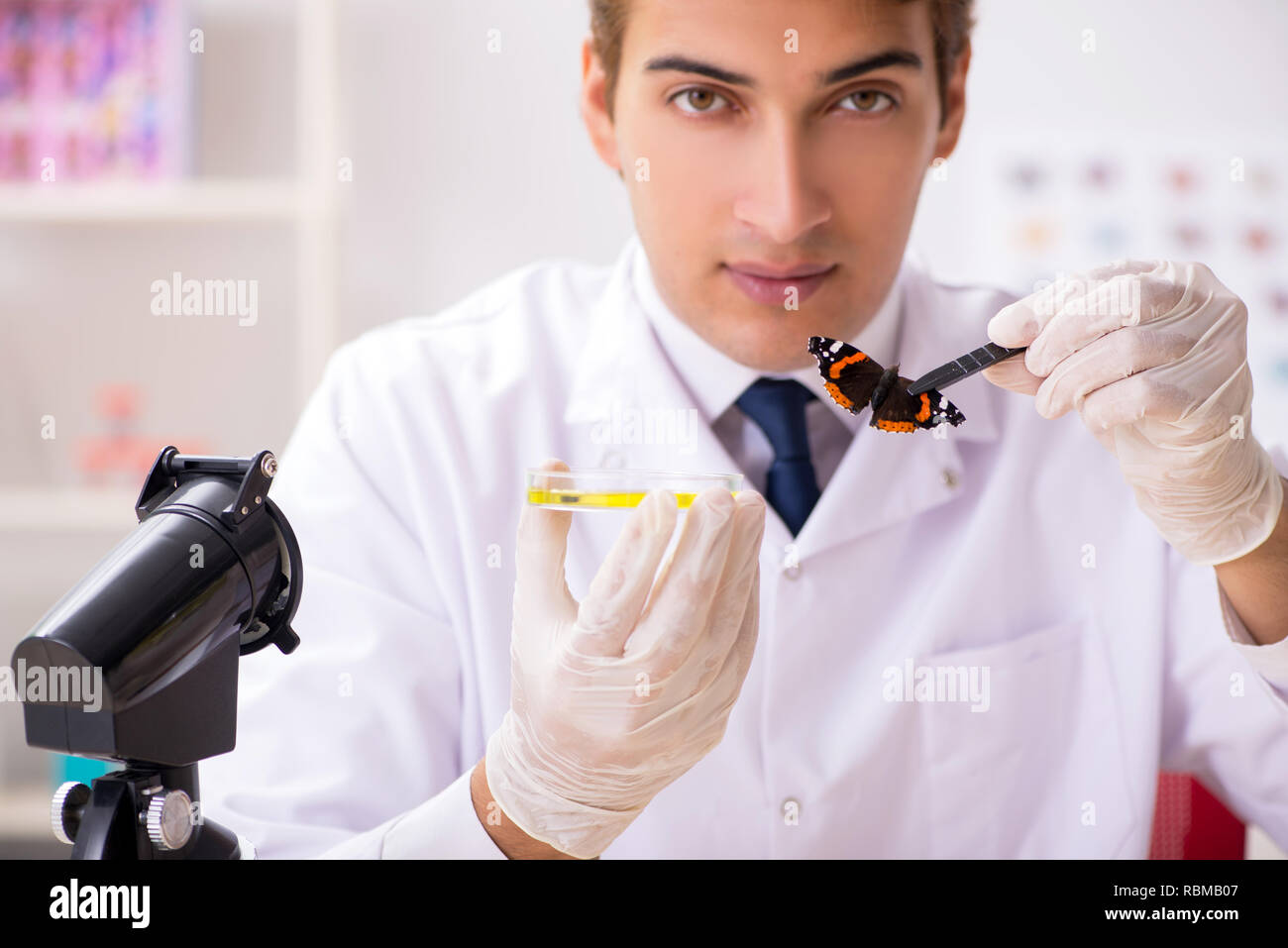 Scientist entomologist studying new butterfly species Stock Photo - Alamy