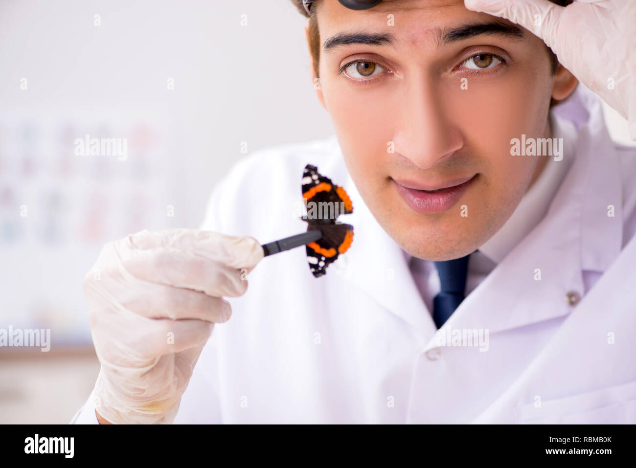 Scientist entomologist studying new butterfly species Stock Photo - Alamy