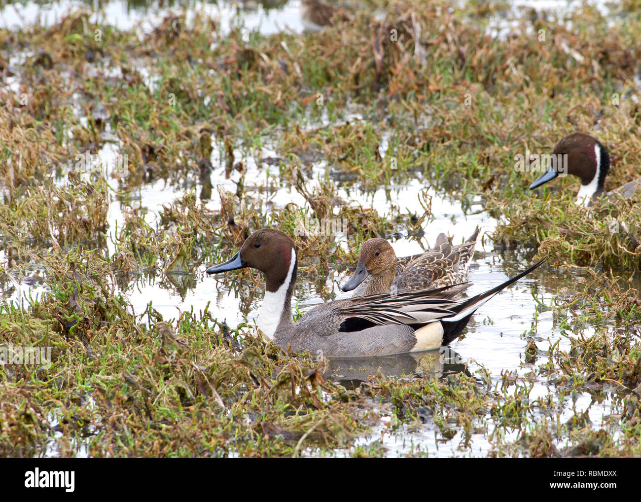 Northern pintail plumage hi-res stock photography and images - Alamy