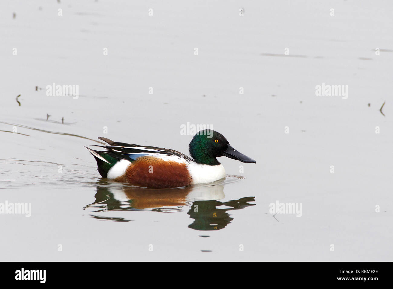 Common northern hemisphere duck hi-res stock photography and images - Alamy