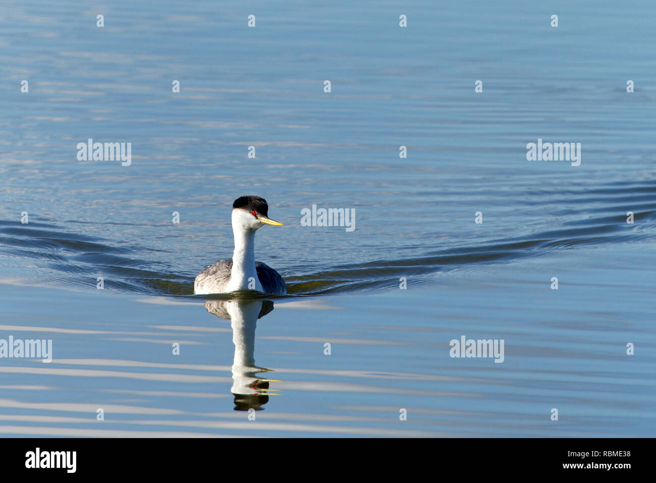 A Western Grebe swimming on a calm lake. The western grebe is the ...