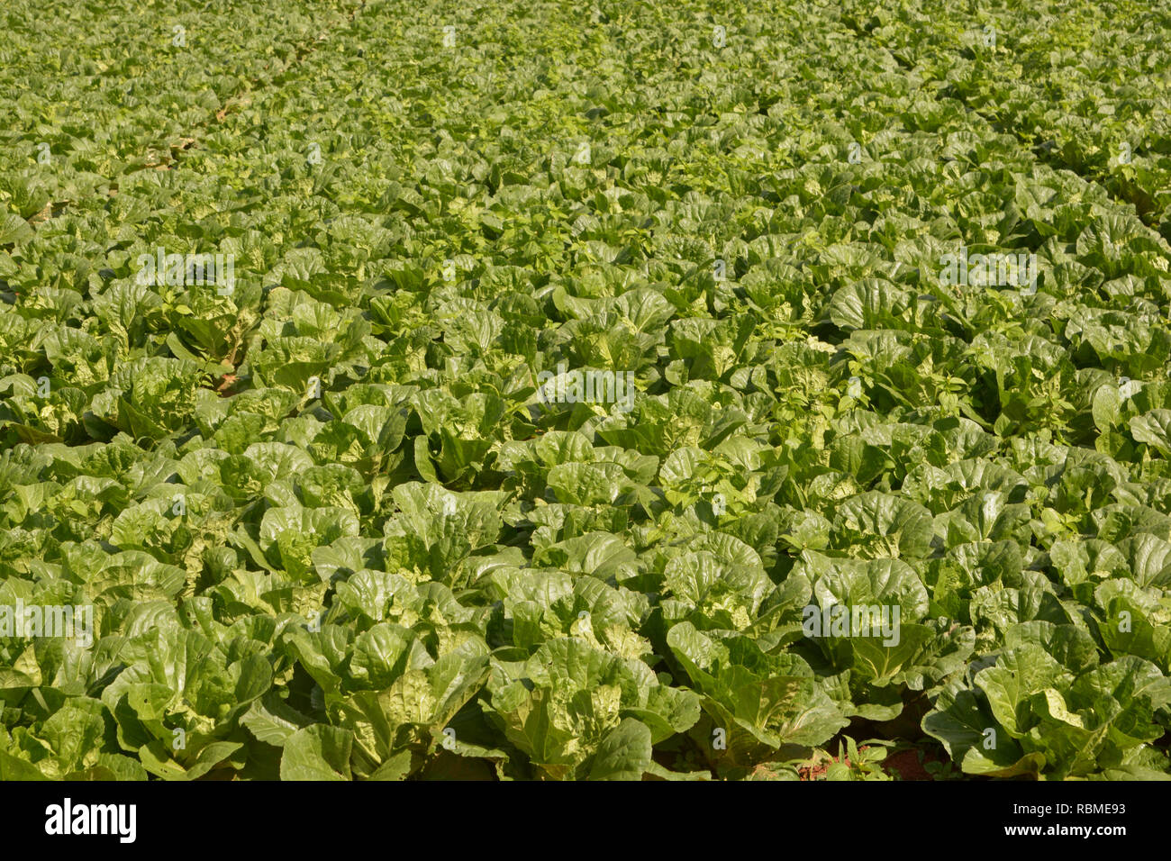Nappa cabbage, Fresh lettuce vegetable farm Stock Photo - Alamy