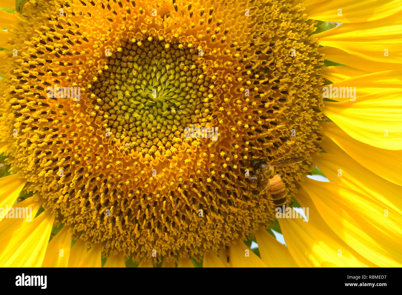 Foraging bee on sunflower hi-res stock photography and images - Alamy