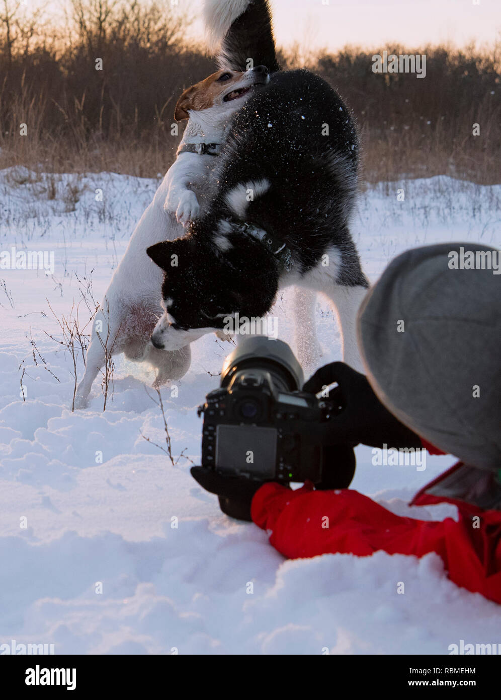 Dog games hi-res stock photography and images - Alamy