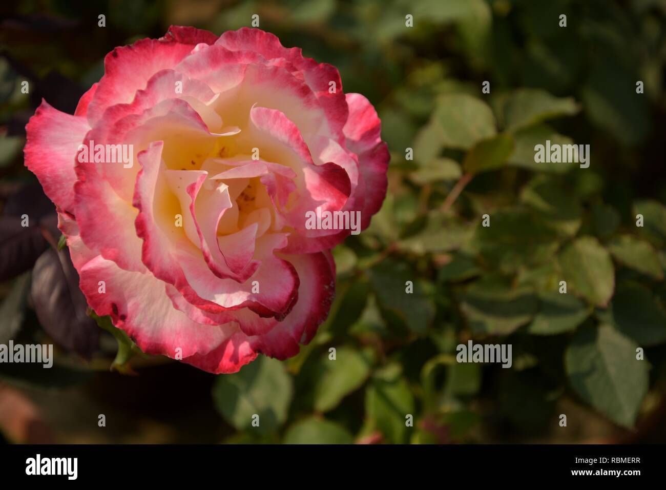 A single pink and white color double delight rose ( rosa) flower ...