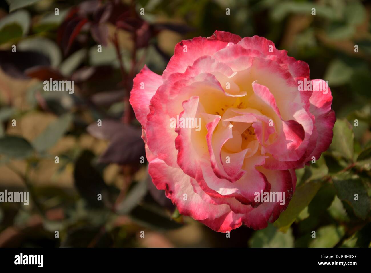 A single pink and white color double delight rose ( rosa) flower ...