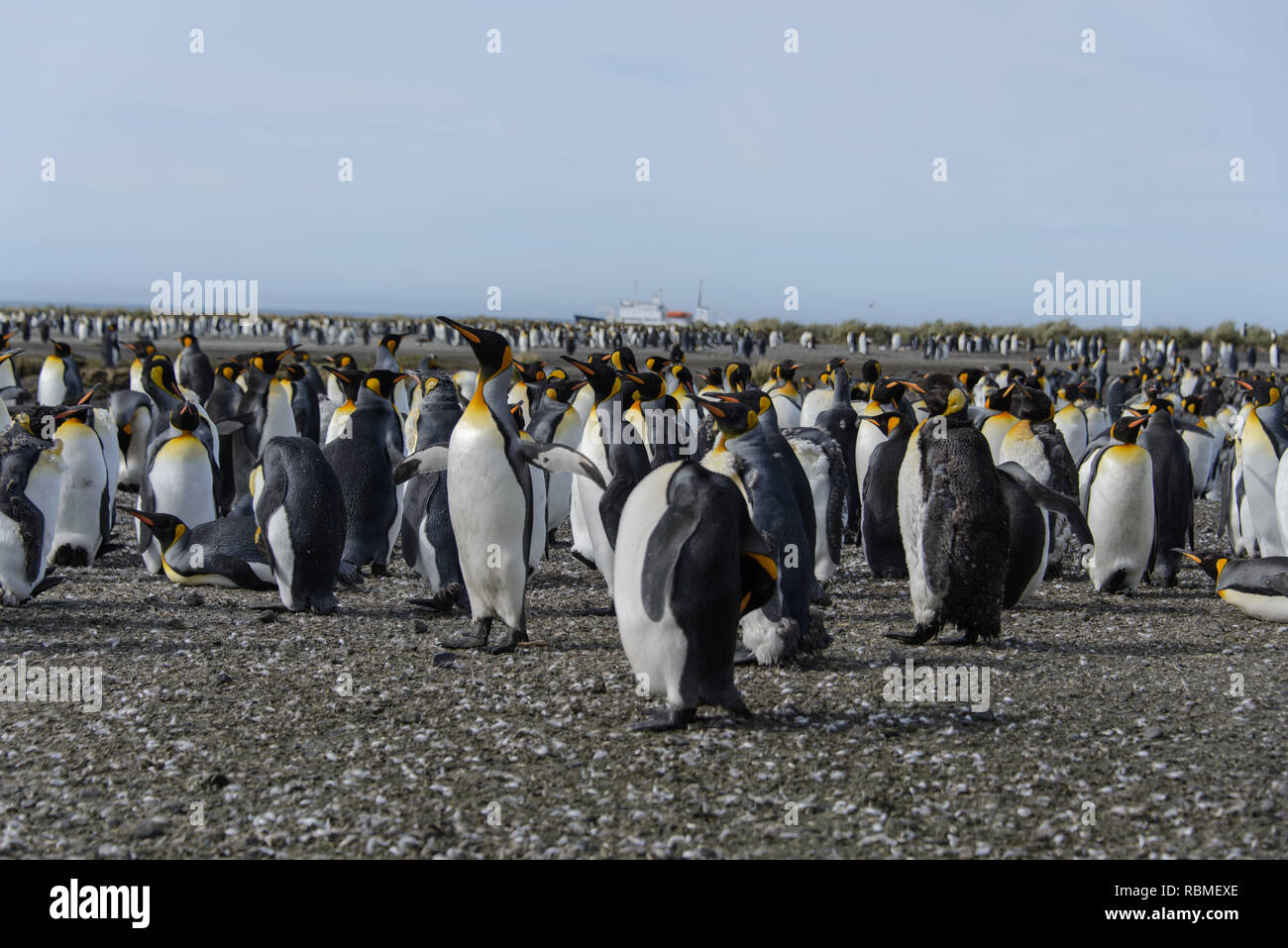 King penguins on South Georgia island Stock Photo - Alamy