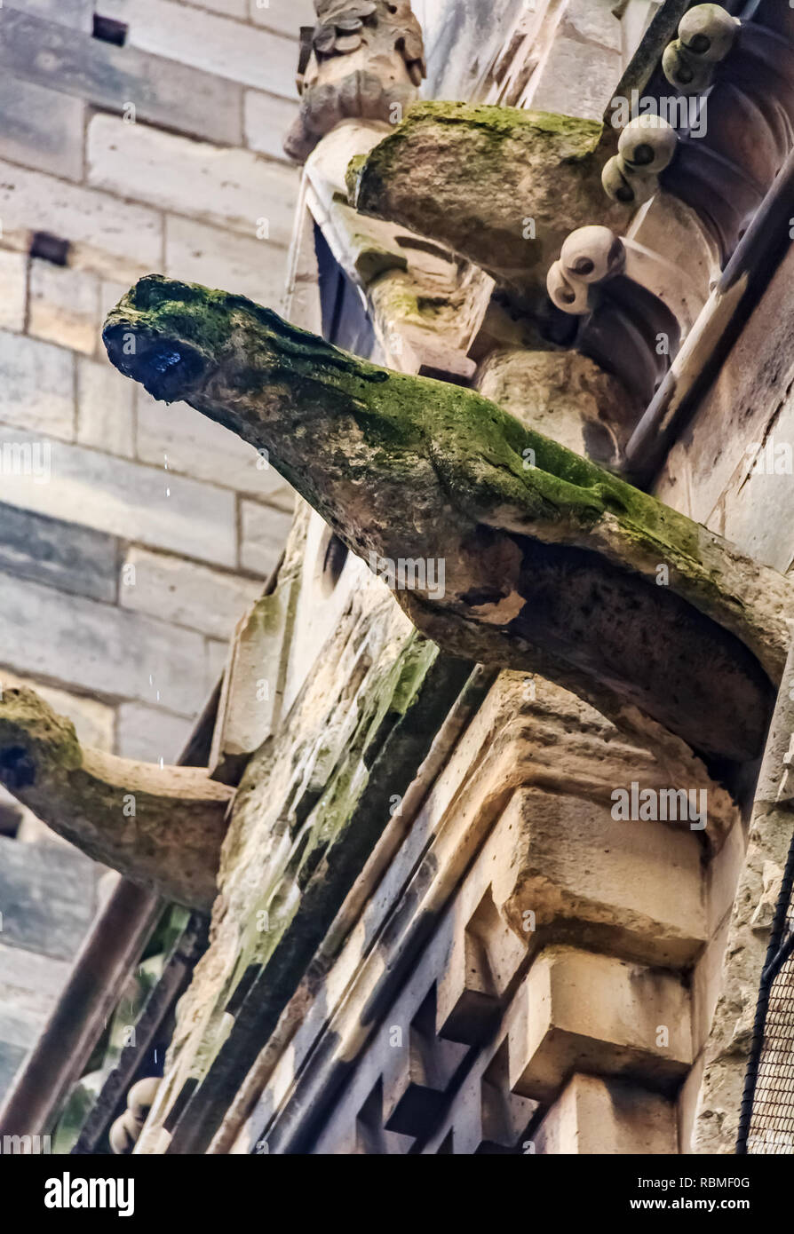 Gothic gargoyles covered in moss on the facade of the famous Notre Dame ...