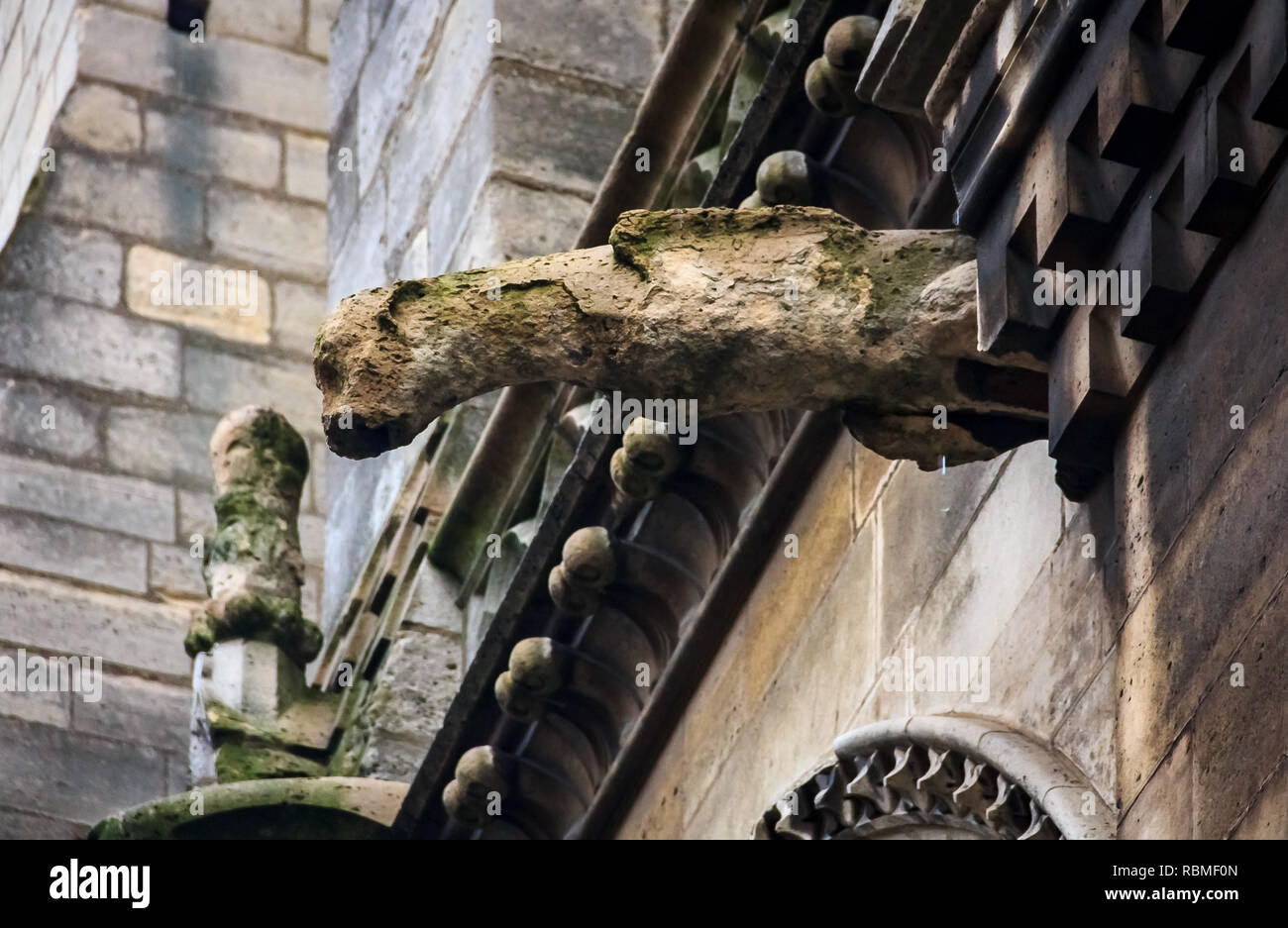 Gothic gargoyles covered in moss on the facade of the famous Notre Dame ...