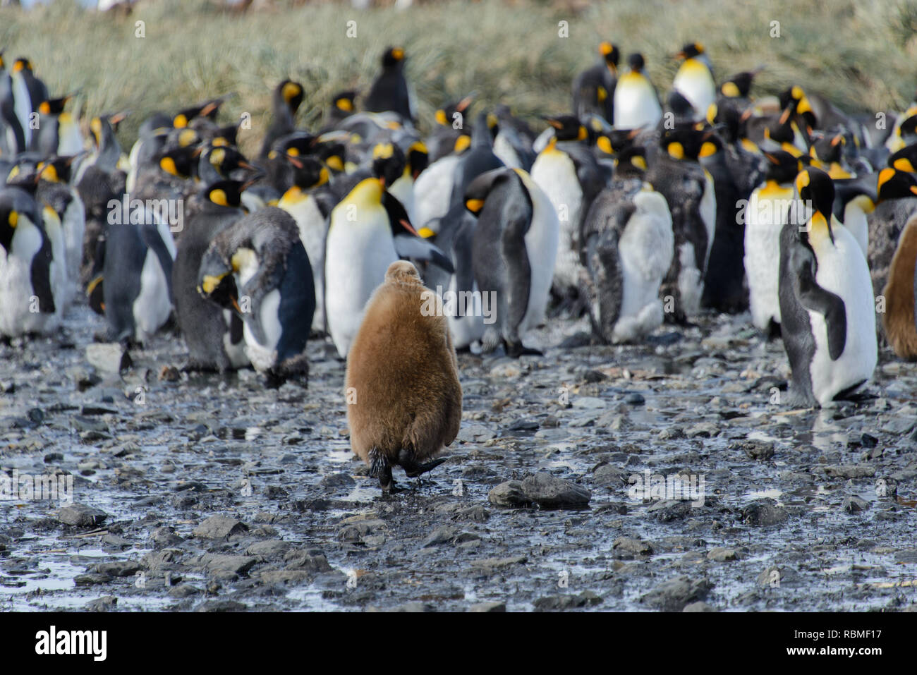 Cute baby king penguin chicks hi-res stock photography and images - Alamy