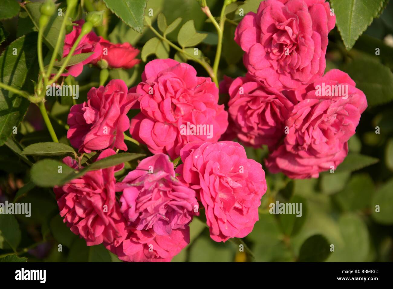 Some very beautiful pinkish roses ( rosa ) flowers in a bunch growing ...