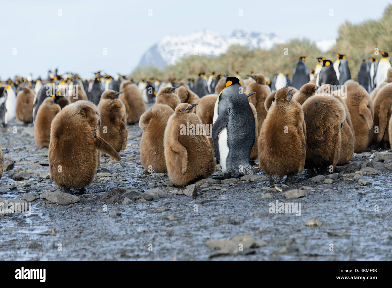 Cute Baby King Penguin Chicks High Resolution Stock Photography and ...