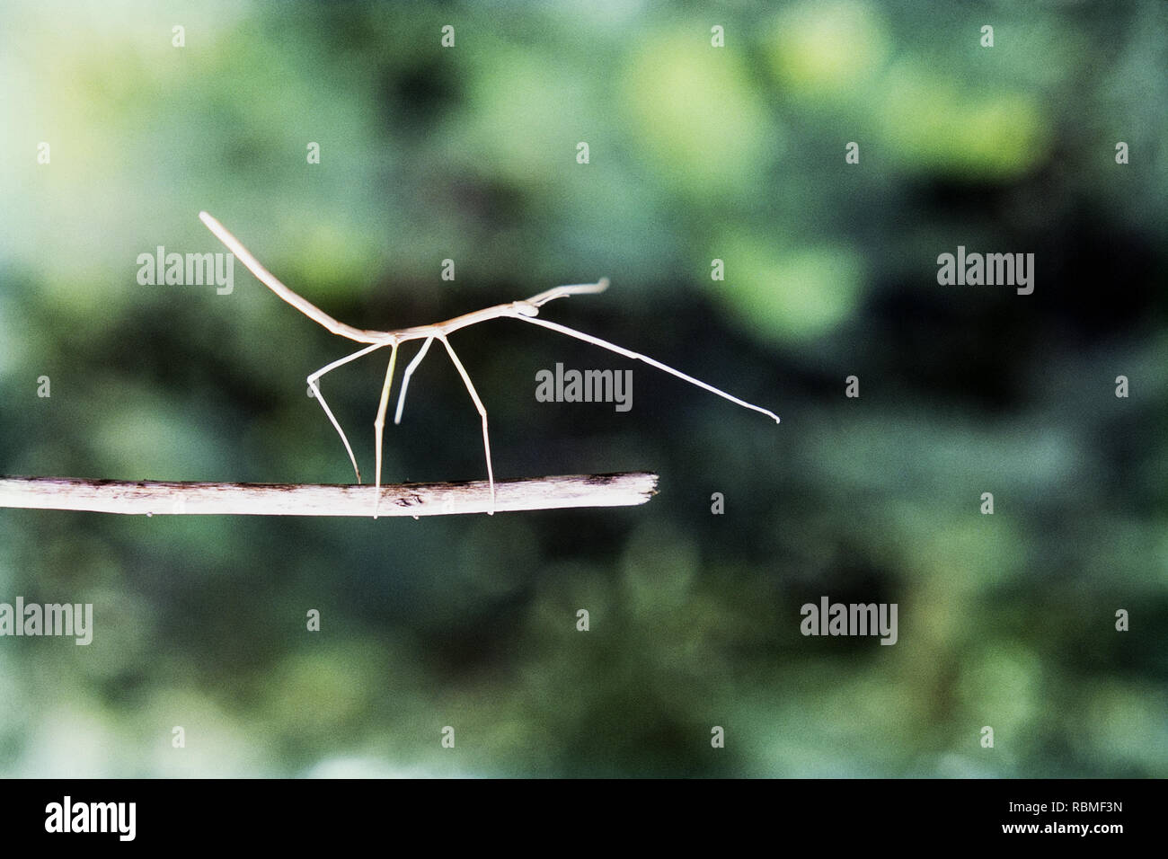 Jag 264475 hi-res stock photography and images - Alamy