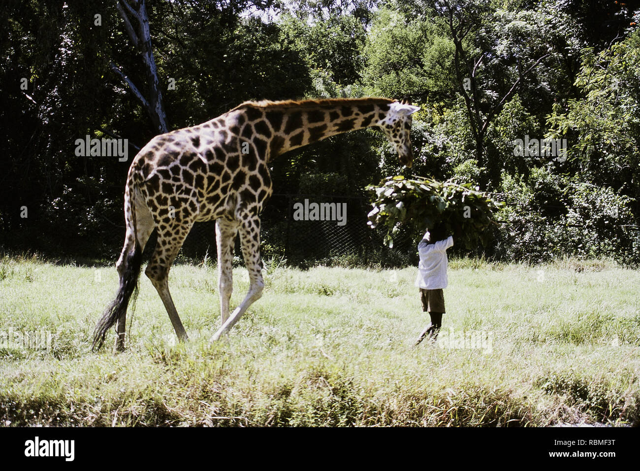 Giraffe behind tree hi-res stock photography and images - Alamy