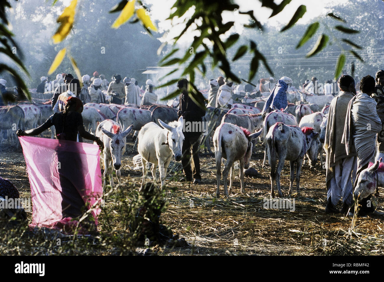 Donkeys for sale in Vautha fair, Gujarat, India, Asia Stock Photo - Alamy