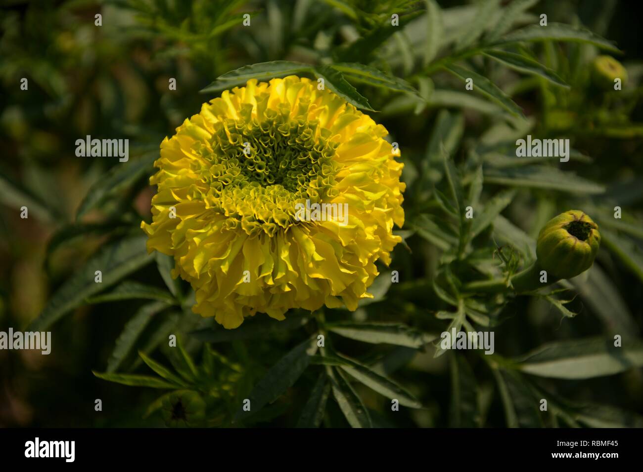 A single very beautiful yellow marigold flower, Calendula officinalis ...